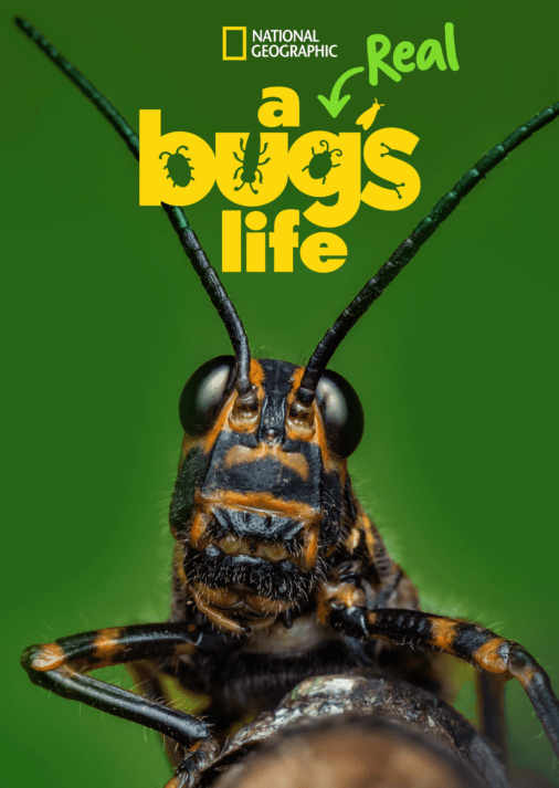 Picture of A Real Bug's Life