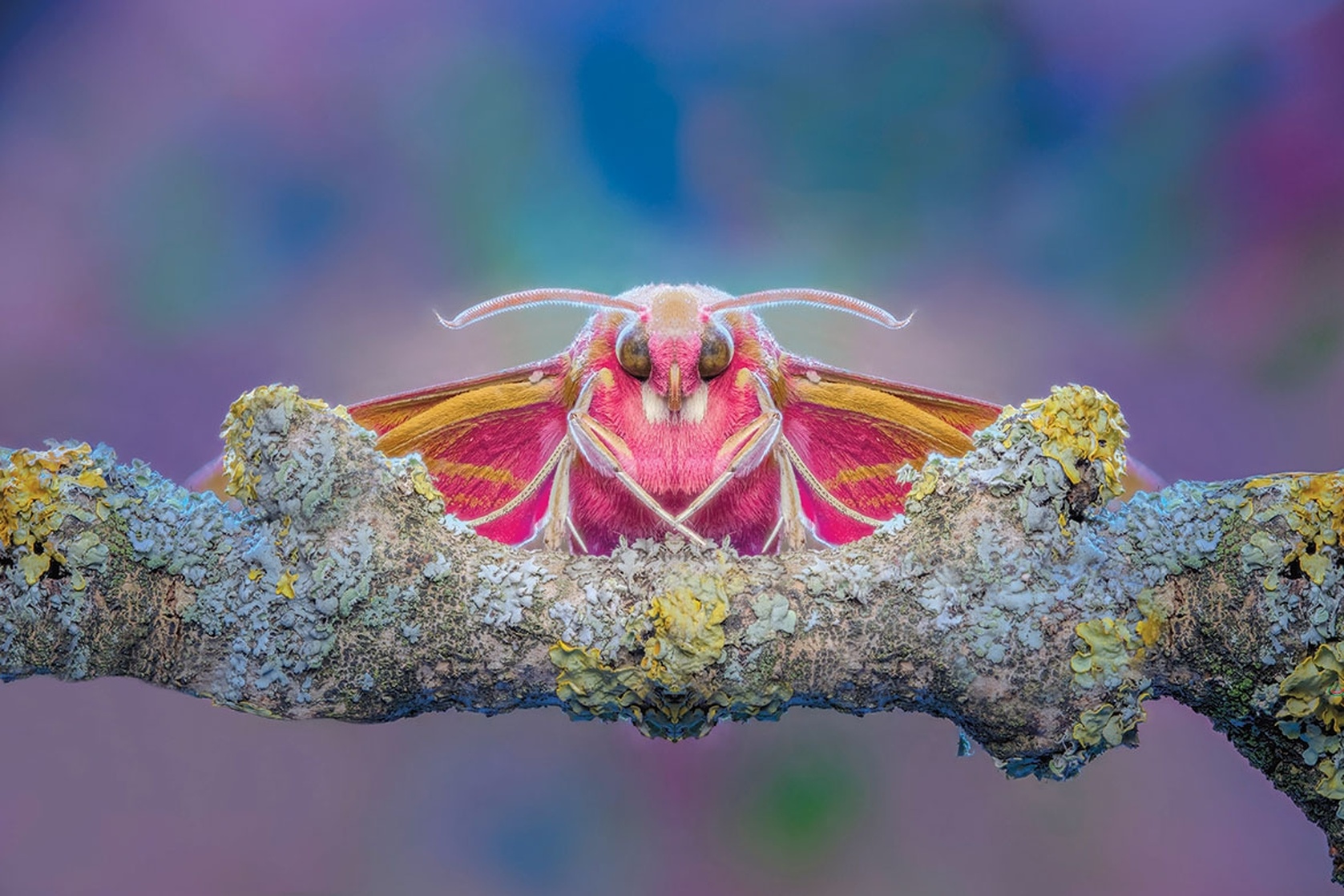 Picture of A Real Bug's Life