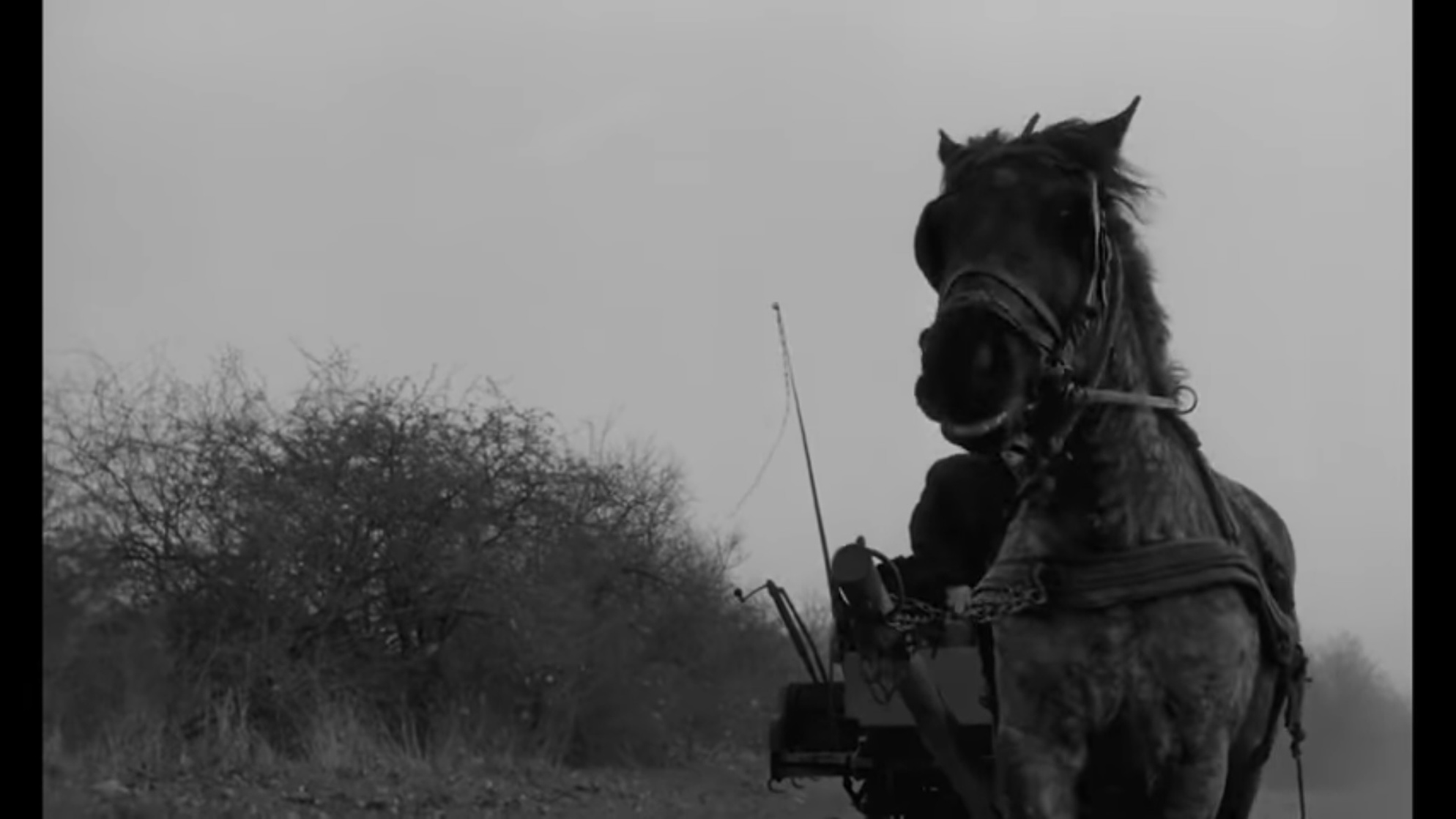 Picture of The Turin Horse (2011)
