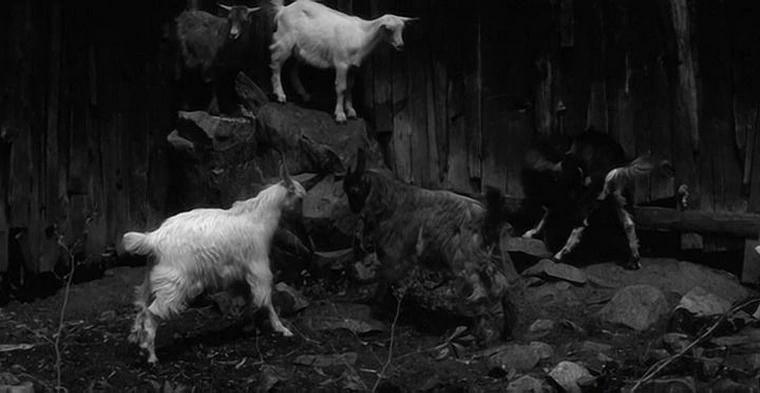 Picture of The Goat Horn (1972)