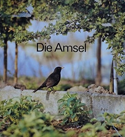 Picture of Die Amsel