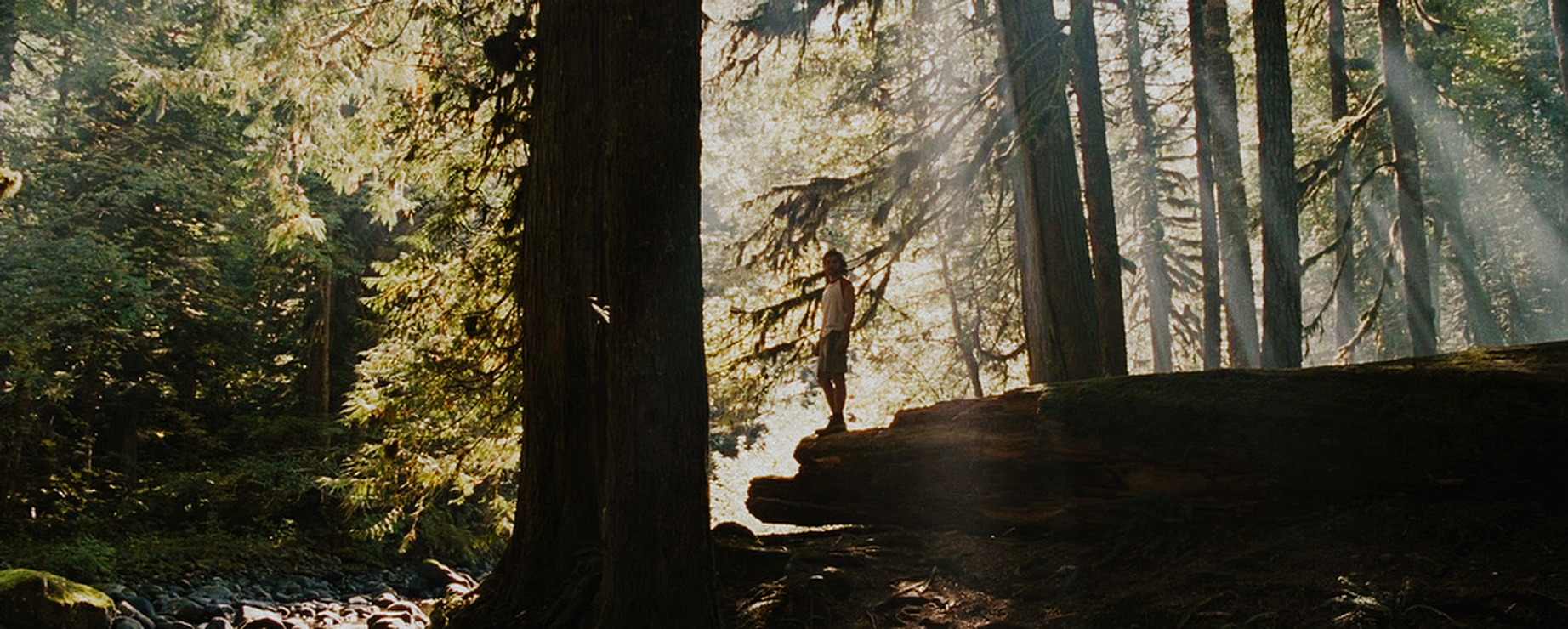 Image of Into the Wild