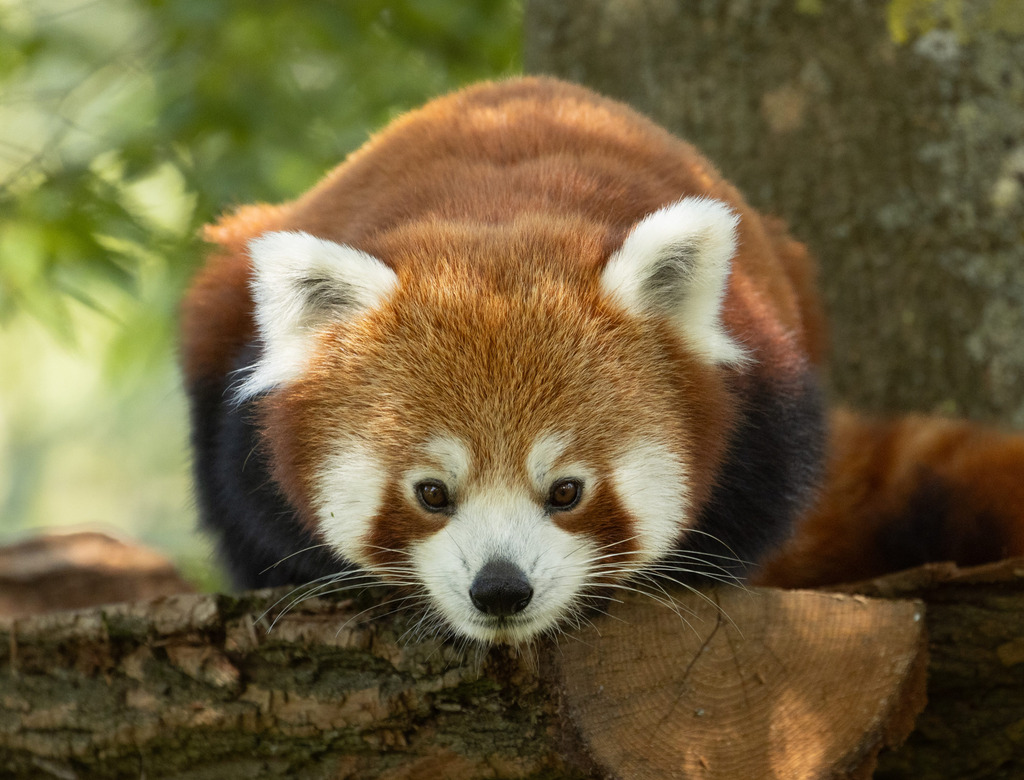 Red Panda image