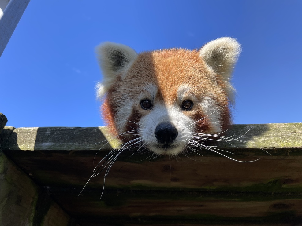 Image of Red Panda