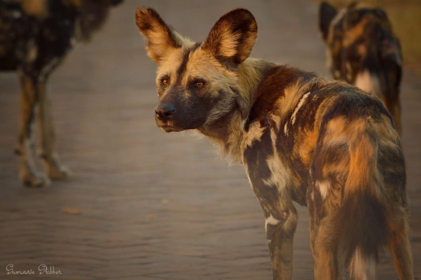 Picture of African Wild Dog
