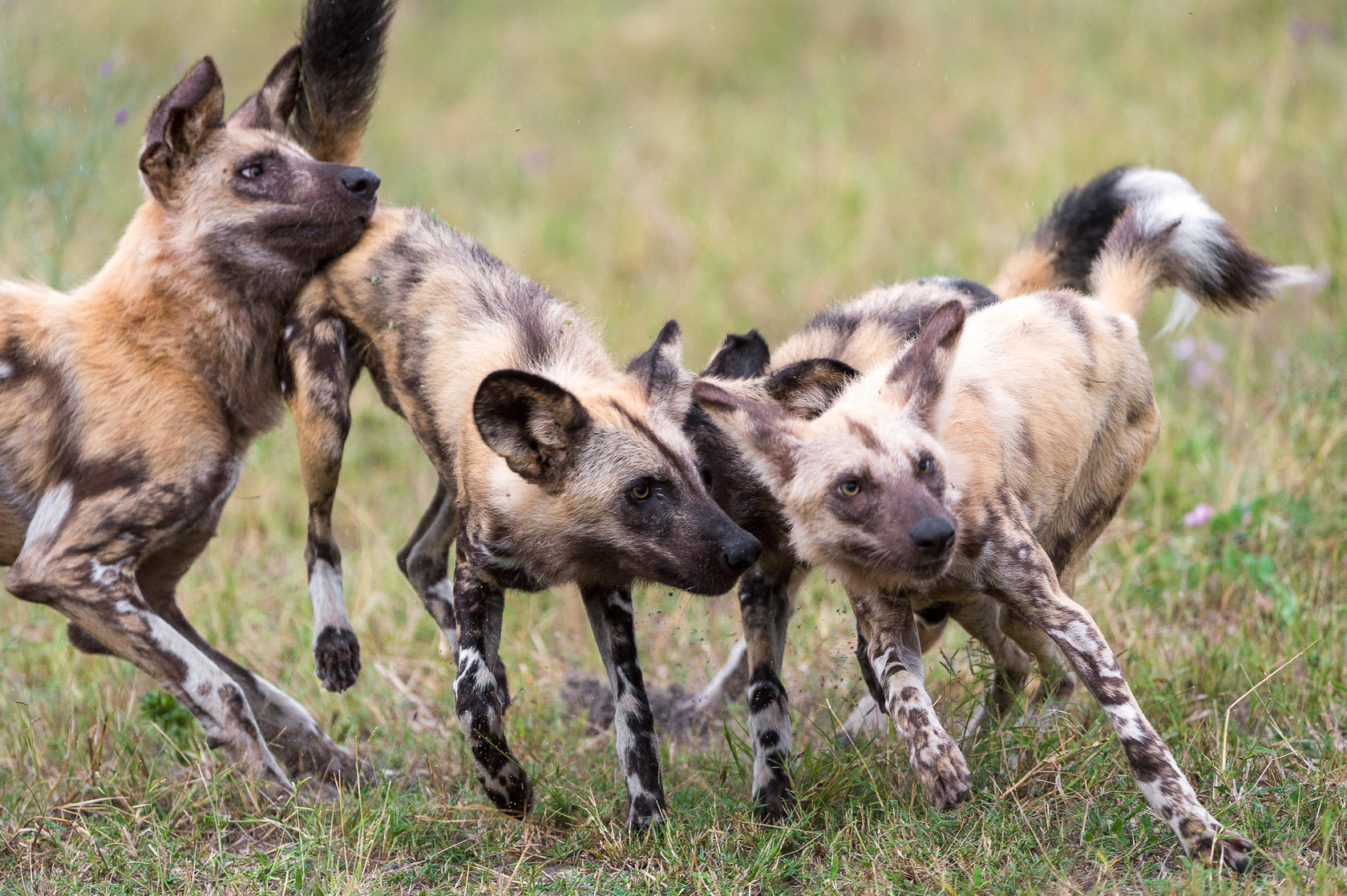 Picture of African Wild Dog