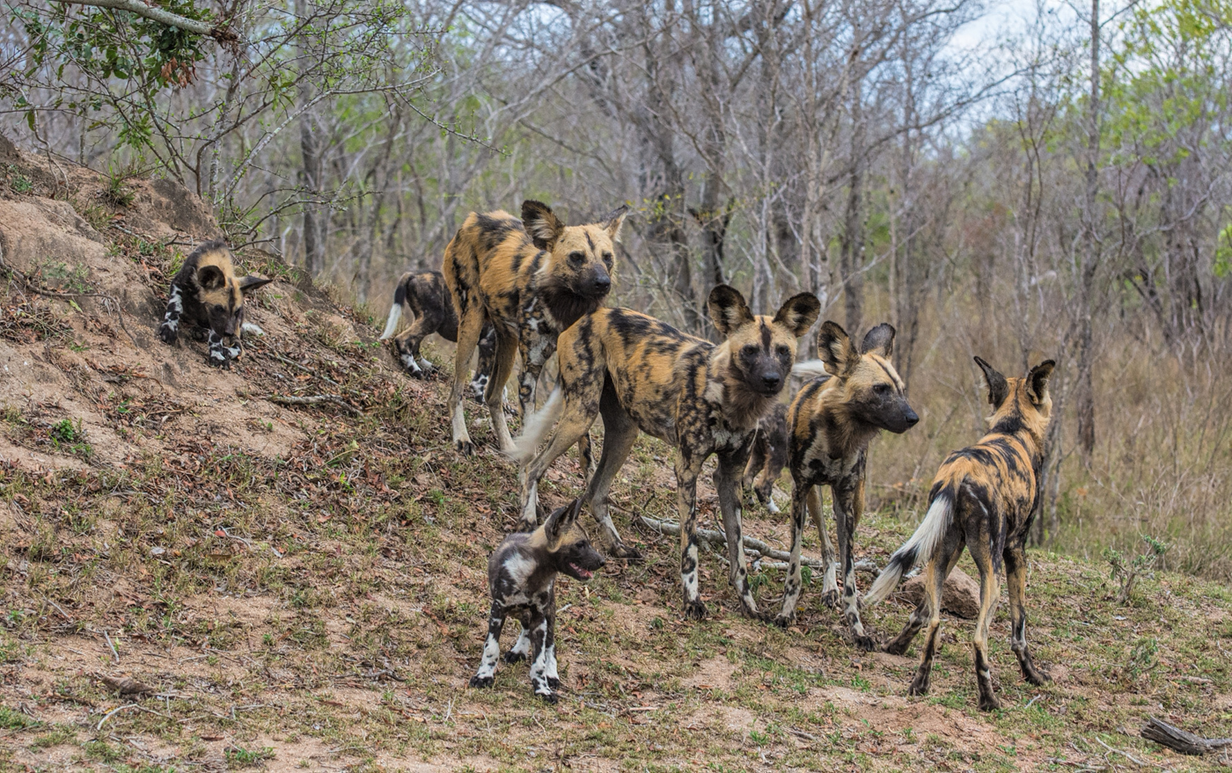 African Wild Dog picture
