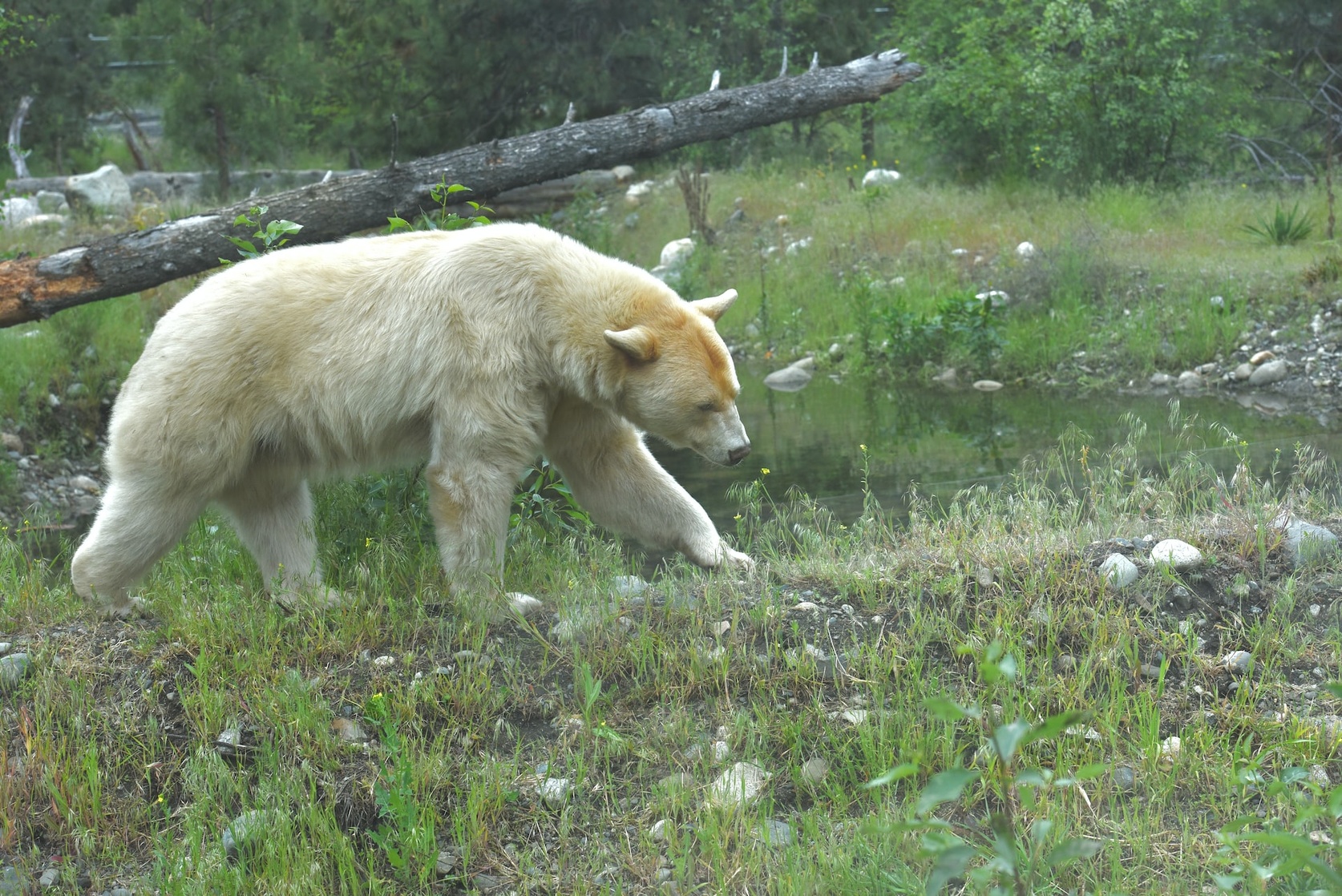 Picture of Spirit Bear