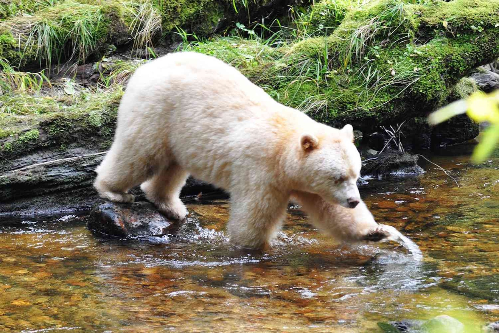 Spirit Bear image