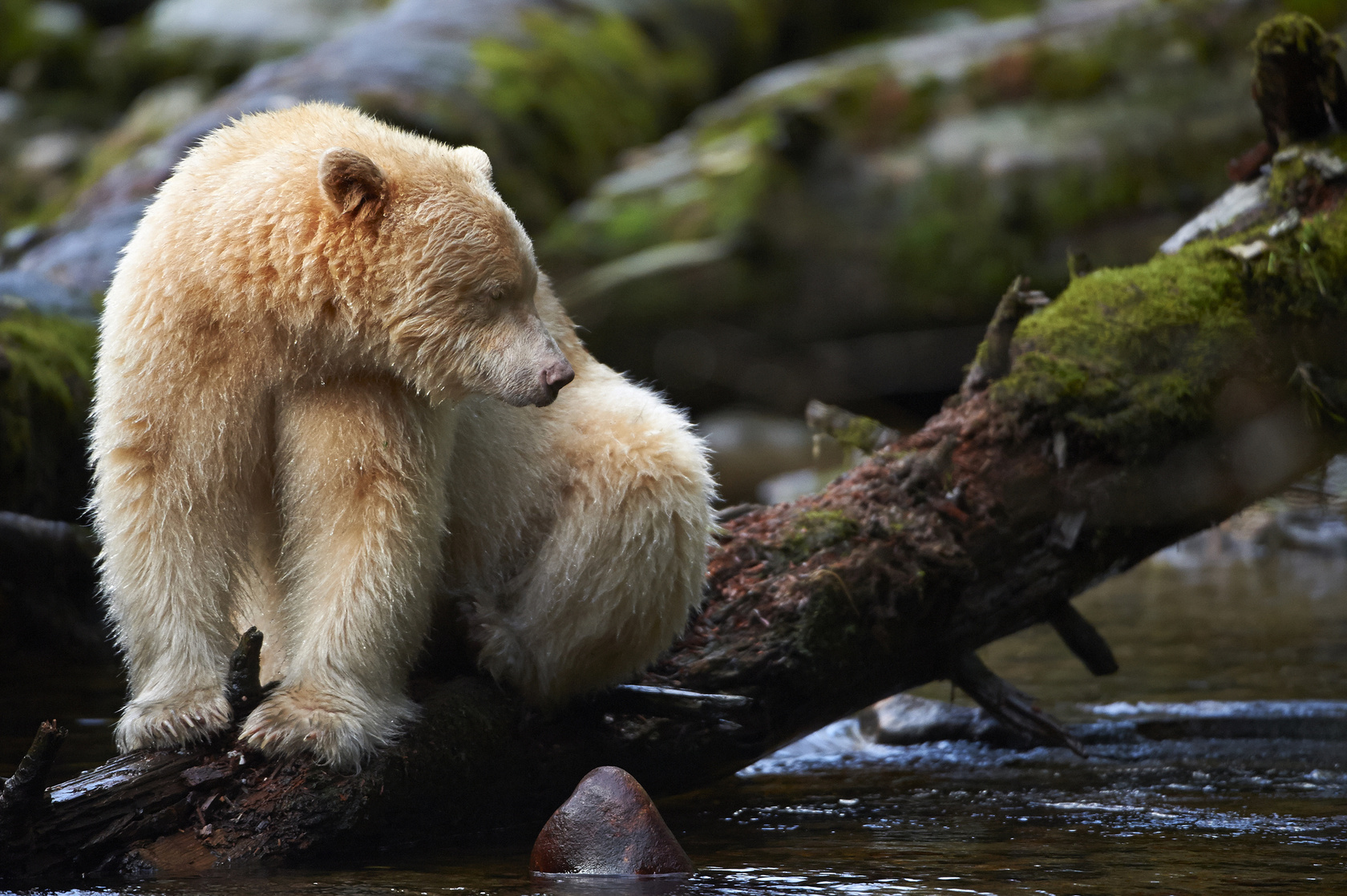 Picture of Spirit Bear