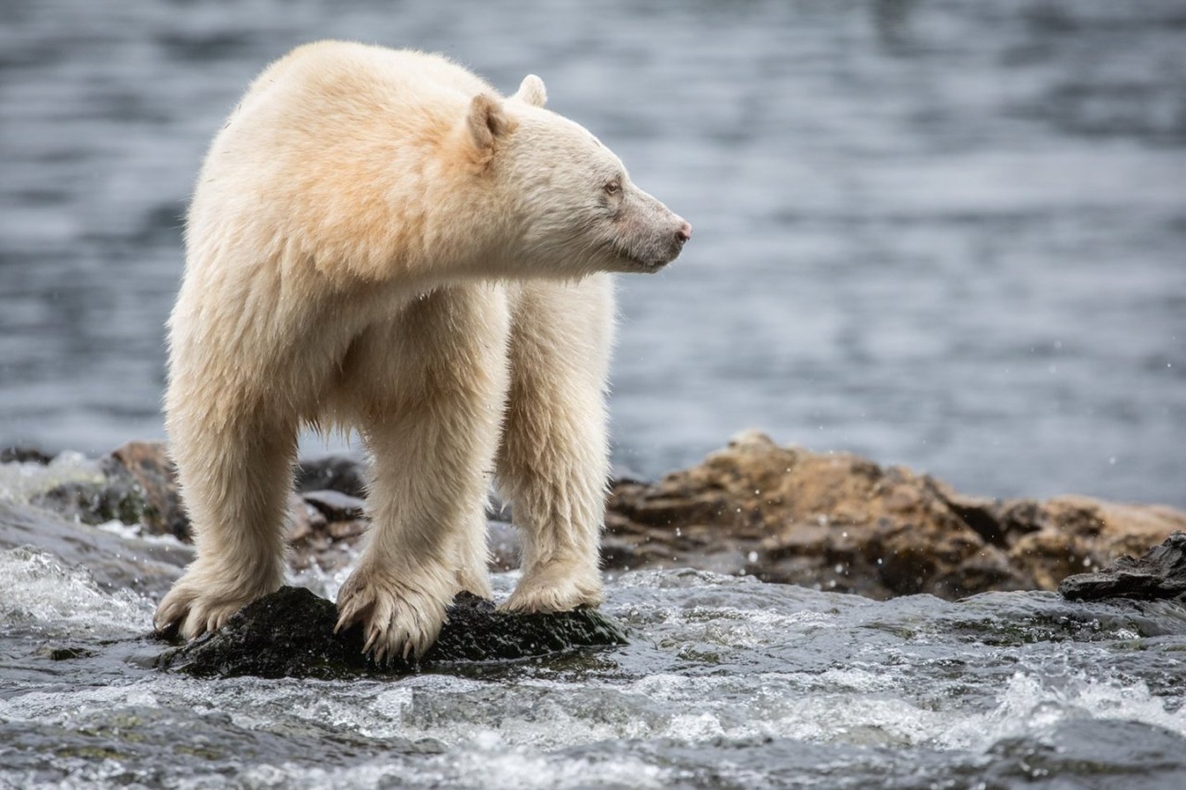 Picture of Spirit Bear