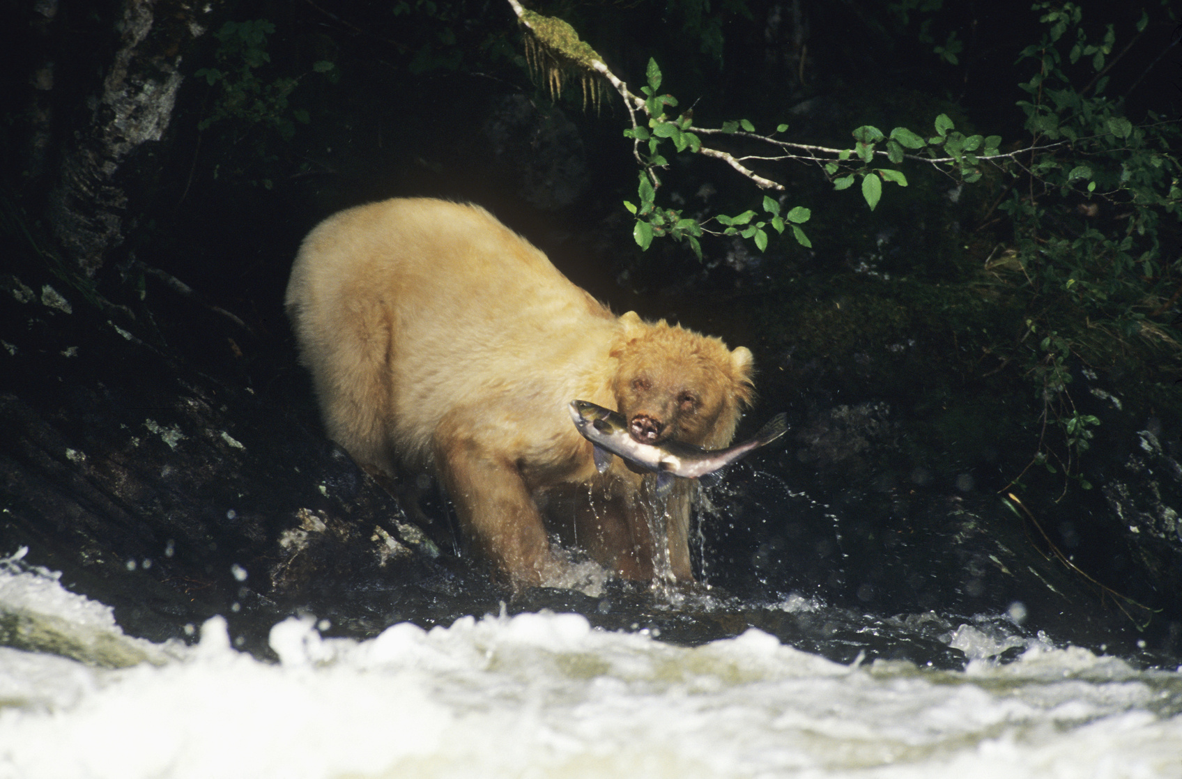 Picture of Spirit Bear