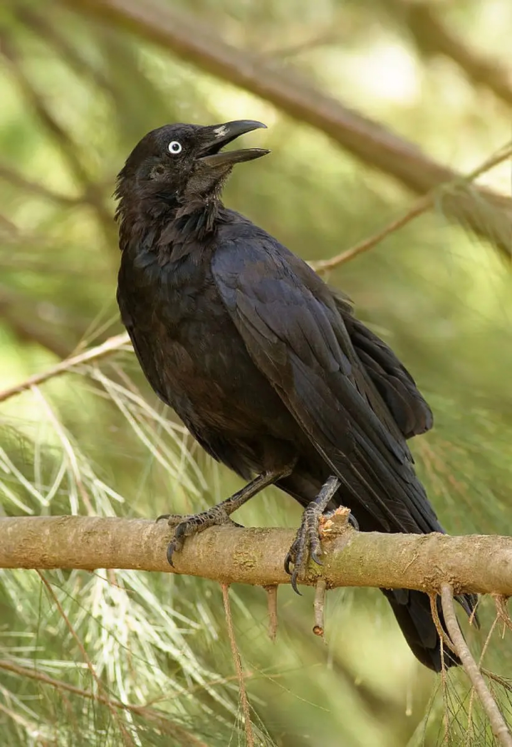 Picture of Australian Raven
