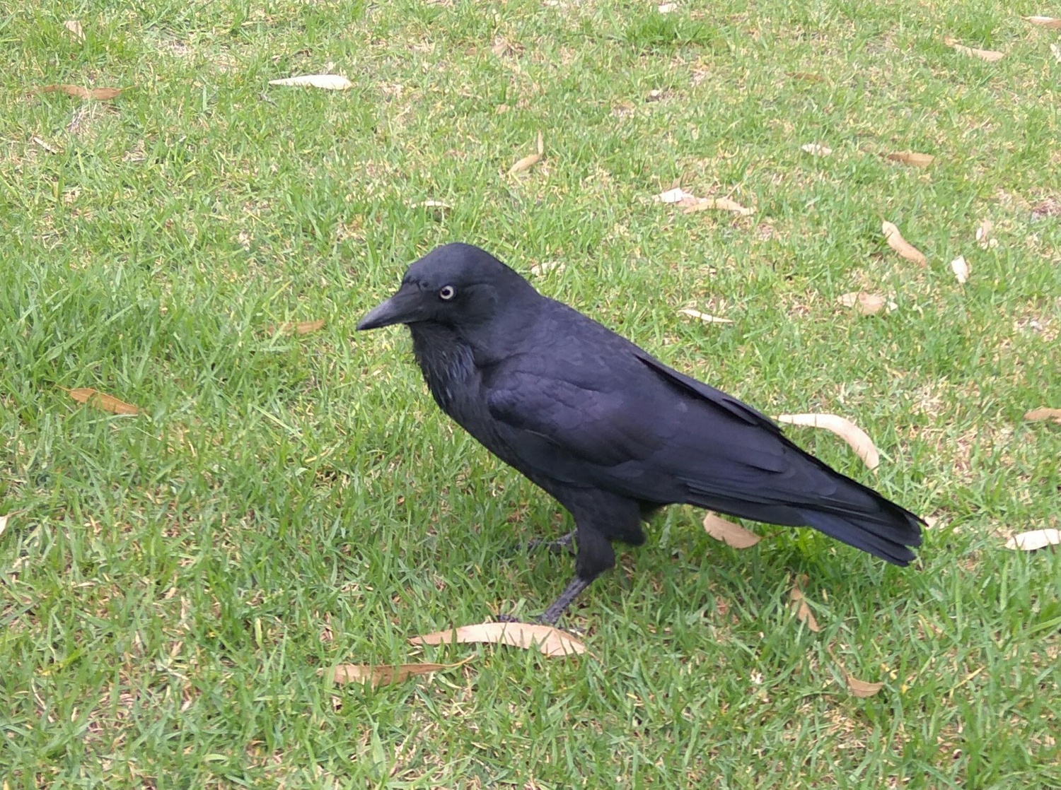 Picture of Australian Raven
