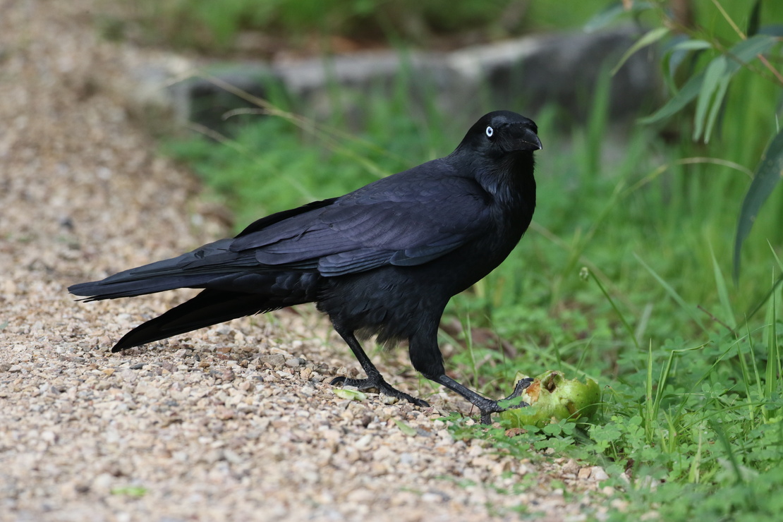 Picture of Australian Raven