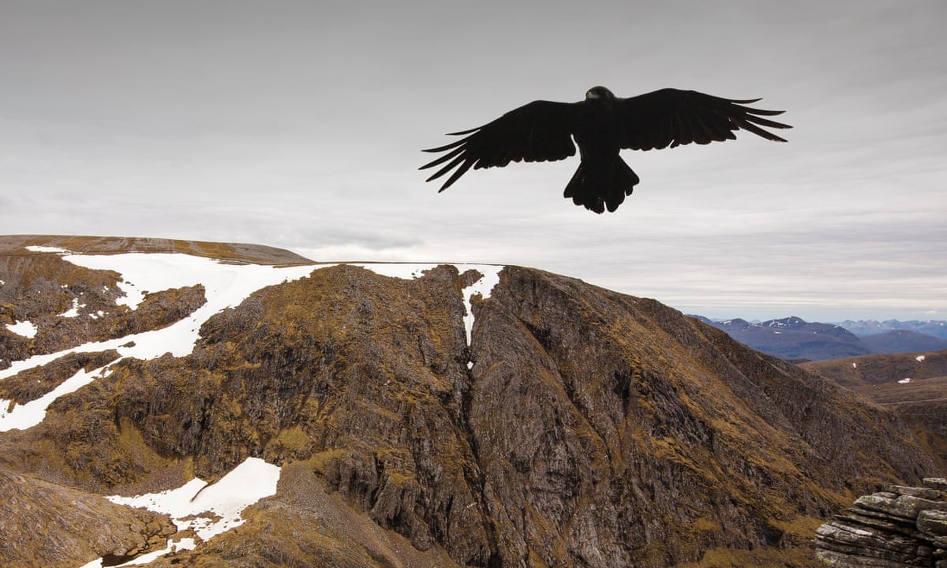 Picture of Common Raven