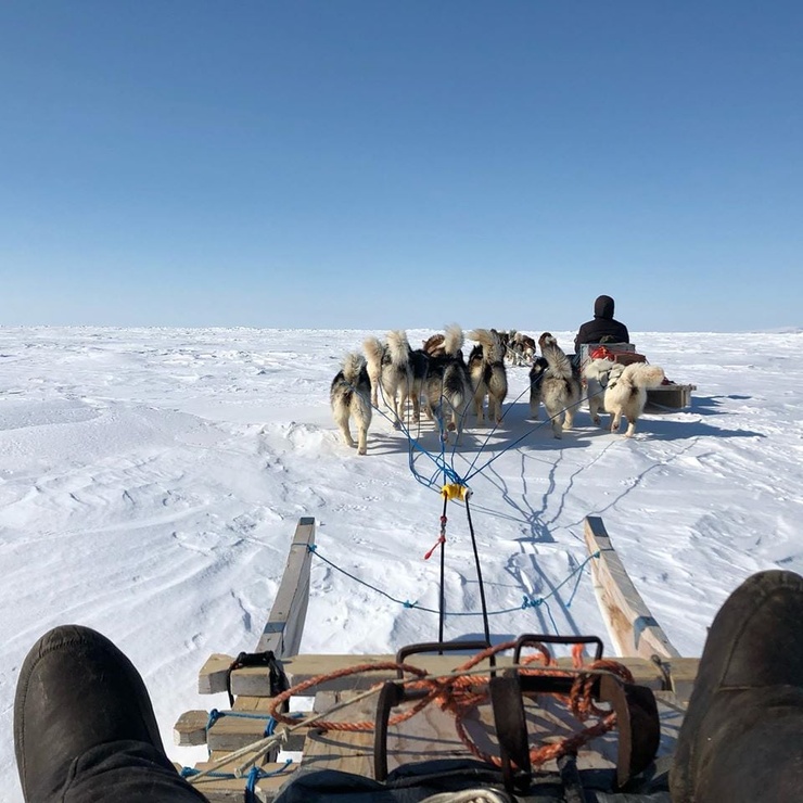 Picture of Canadian Inuit Dog