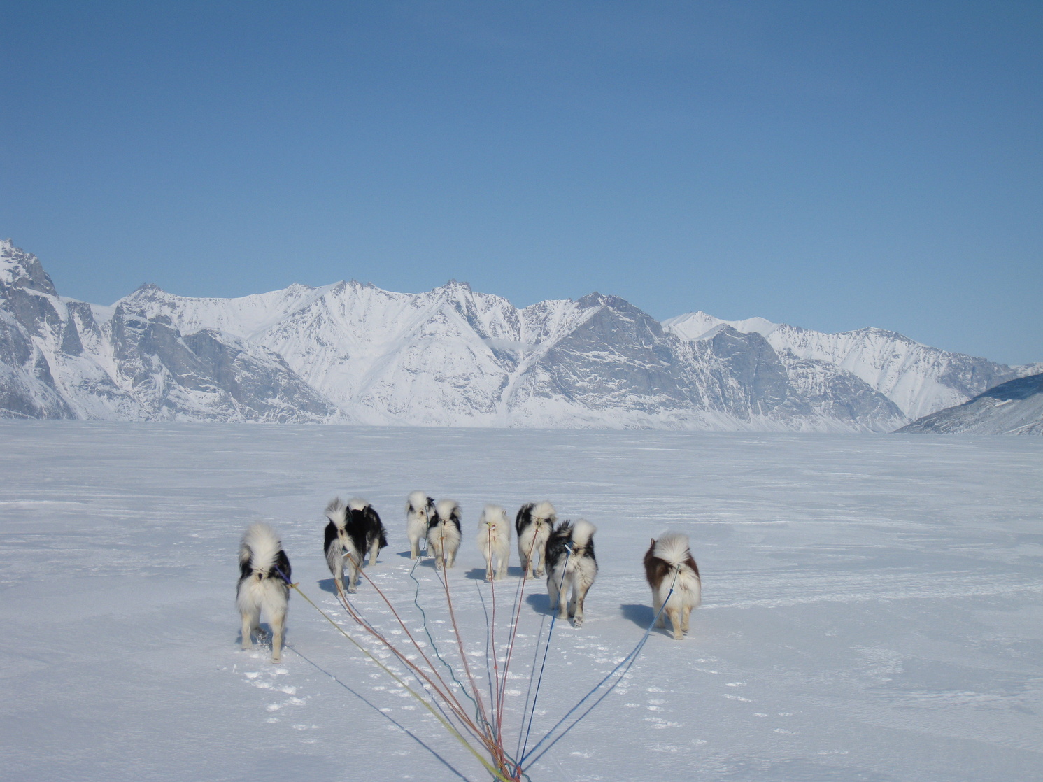 Picture of Canadian Inuit Dog