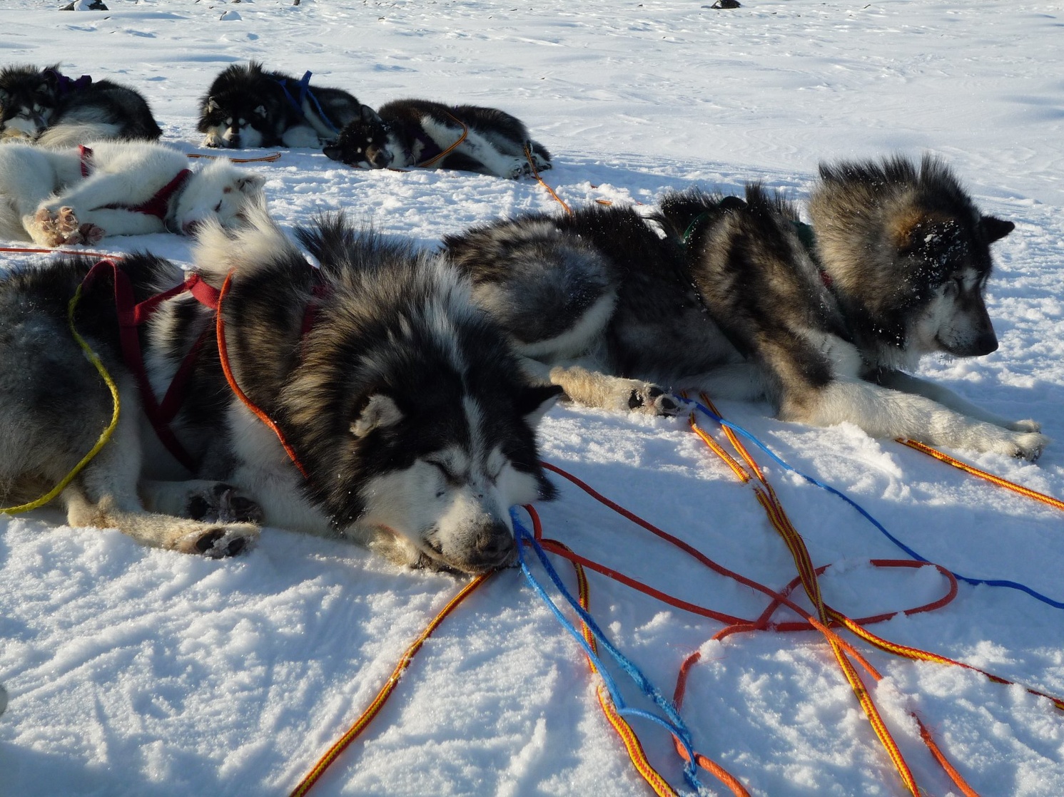 Image of Canadian Inuit Dog