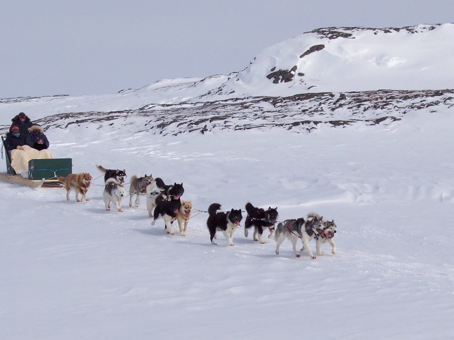 Image of Canadian Inuit Dog