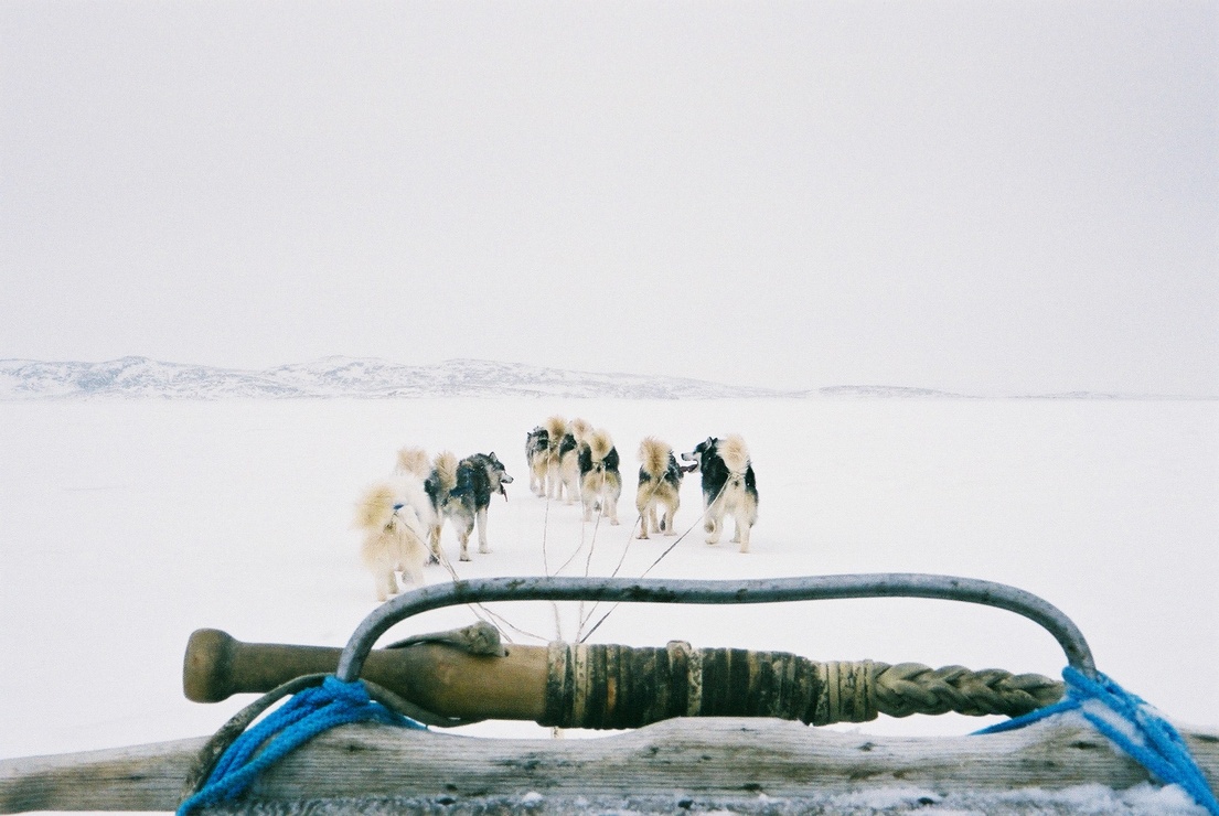 Picture of Canadian Inuit Dog