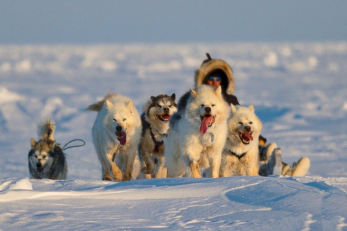 Canadian Inuit Dog picture