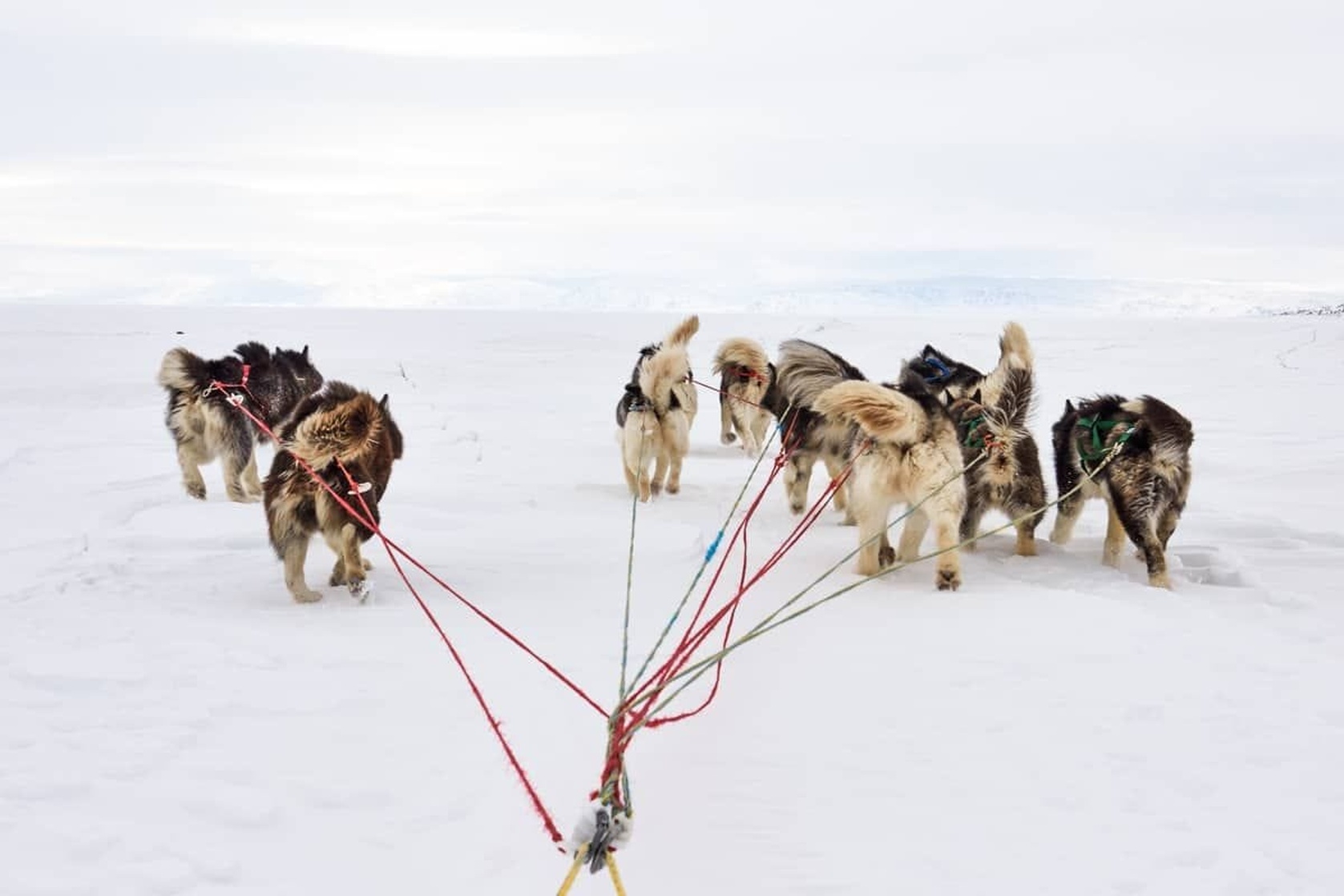 Picture of Canadian Inuit Dog