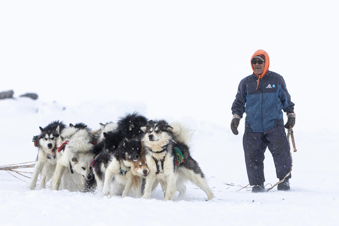 Picture of Canadian Inuit Dog