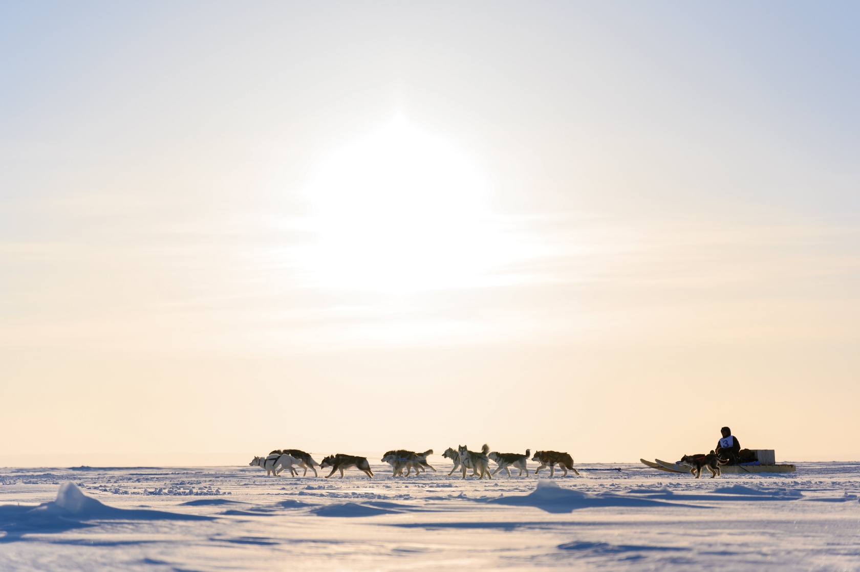 Picture of Canadian Inuit Dog