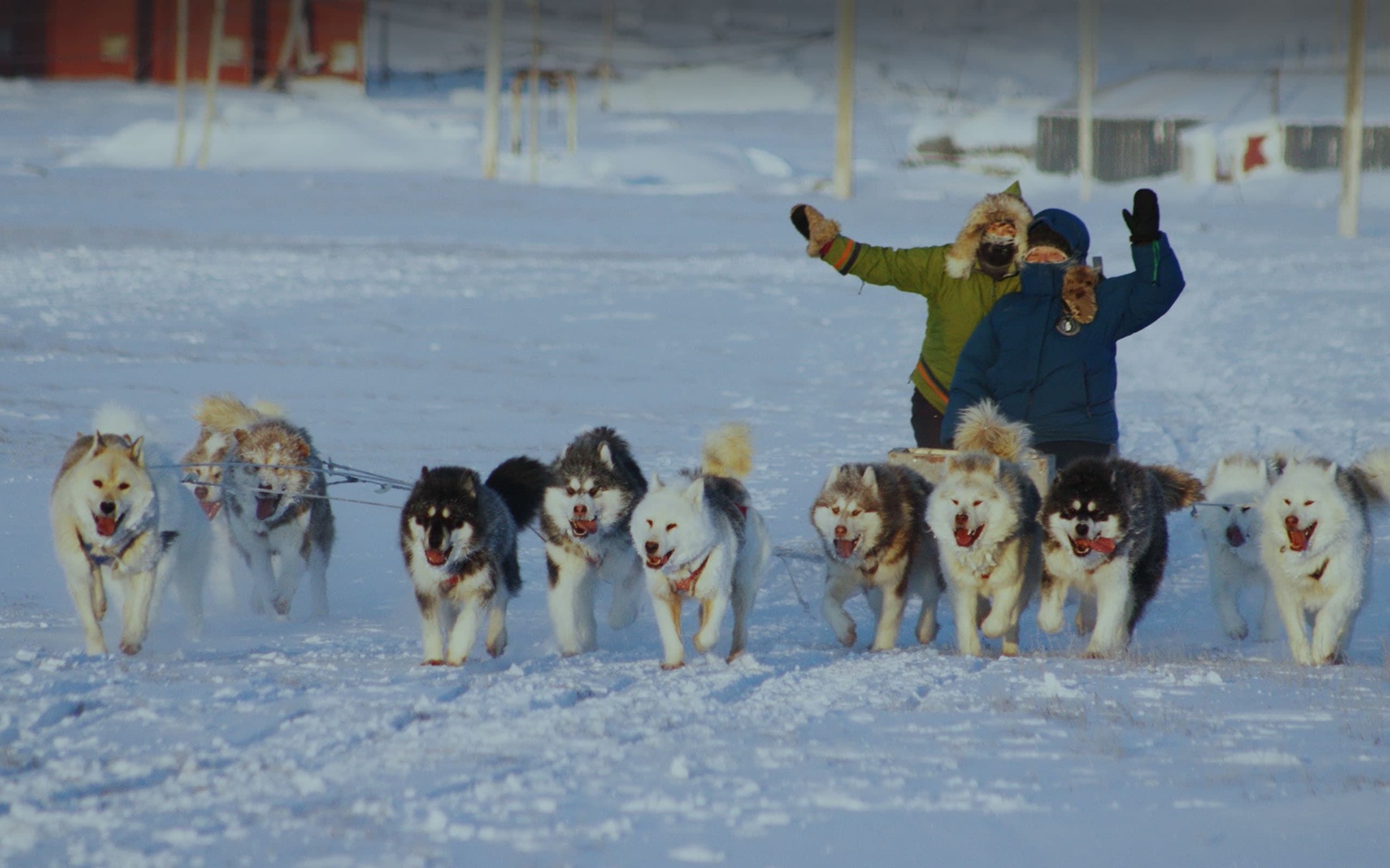 Image of Canadian Inuit Dog