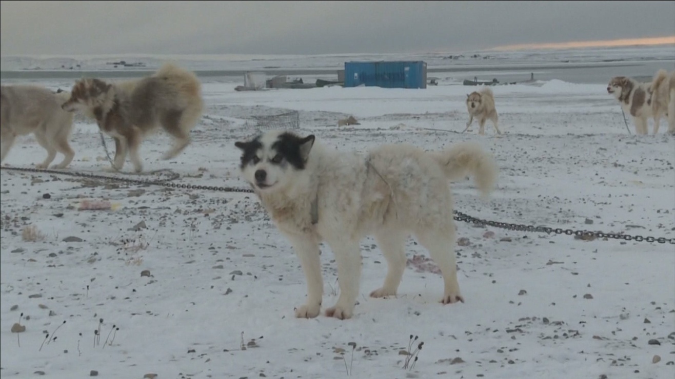 Picture of Canadian Inuit Dog