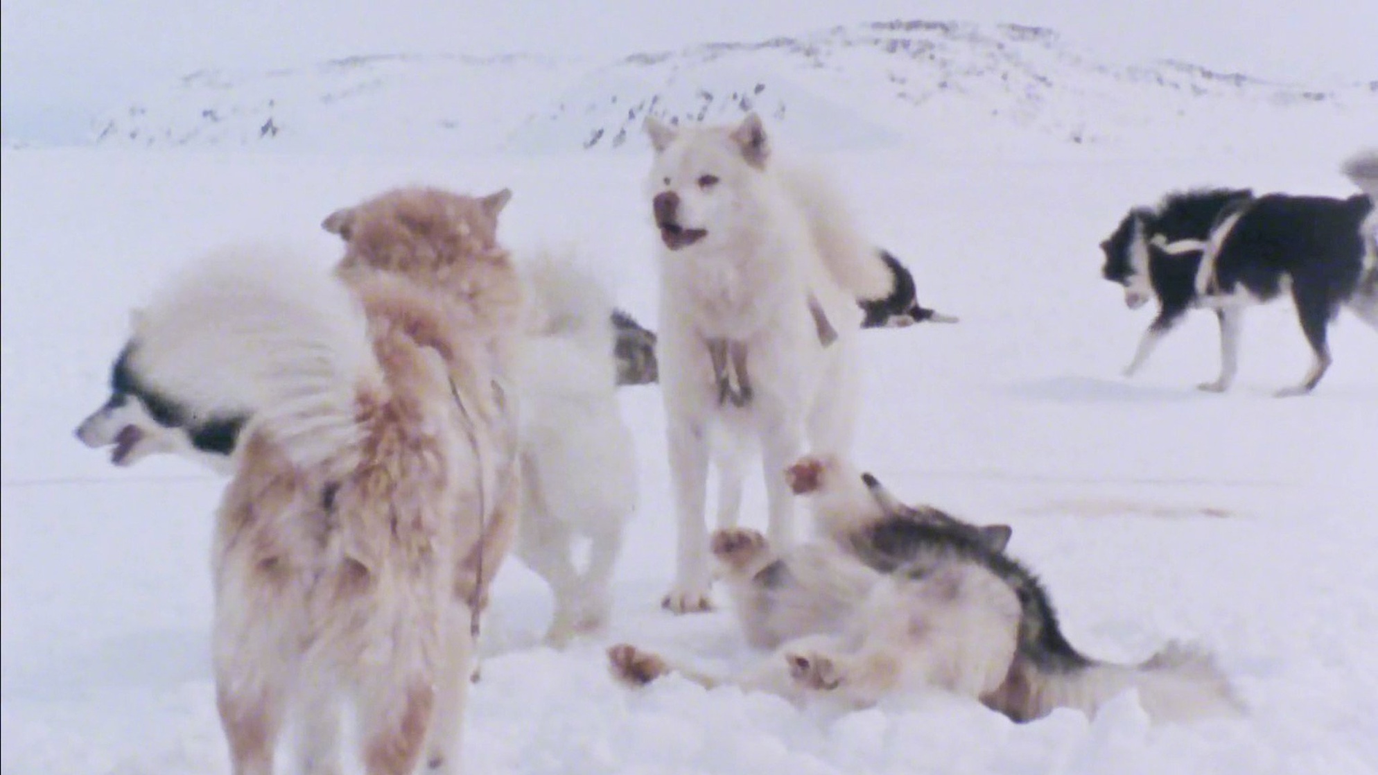 Picture of Canadian Inuit Dog