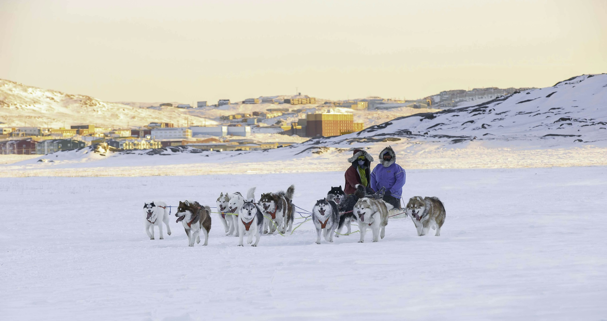 Image of Canadian Inuit Dog