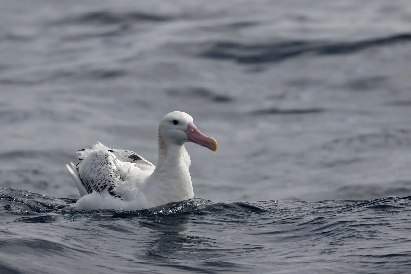 Picture of Snowy Albatross