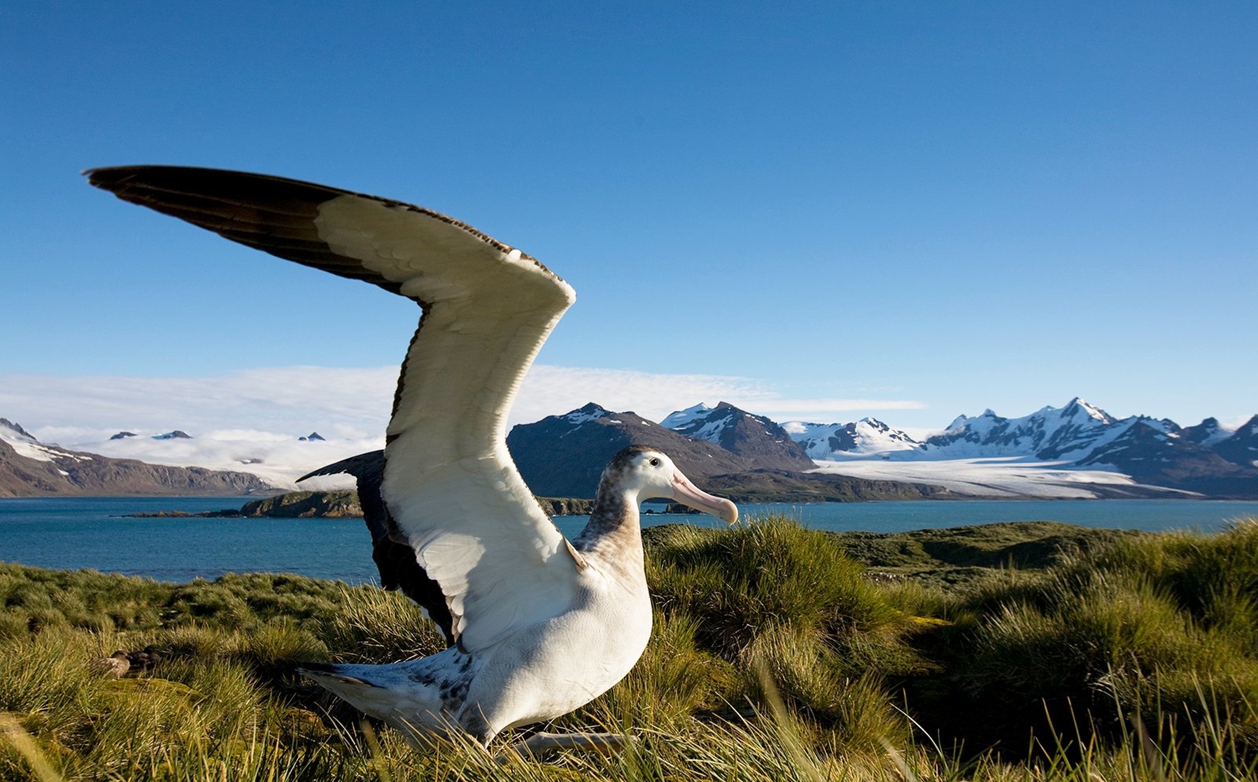 Snowy Albatross picture