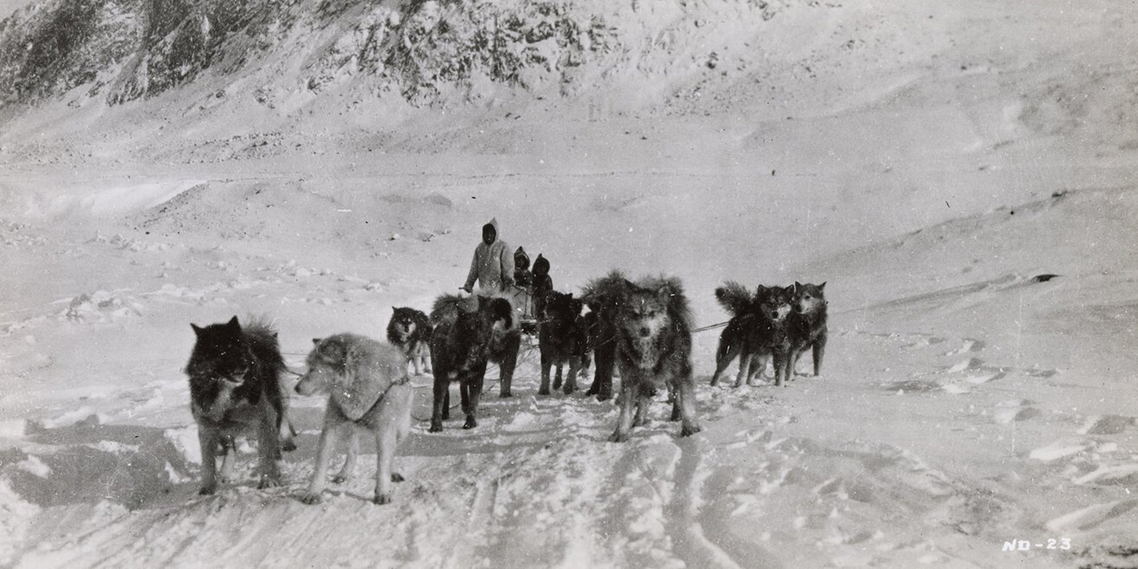 Picture of Canadian Inuit Dog
