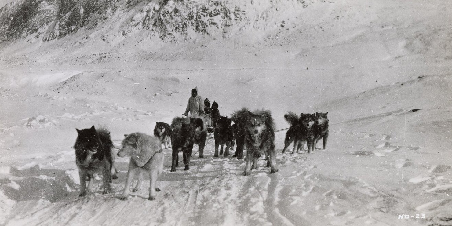 Picture of Canadian Inuit Dog