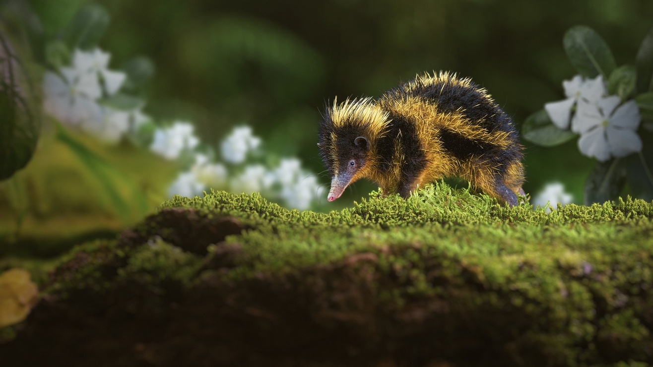 Lowland Streaked Tenrec