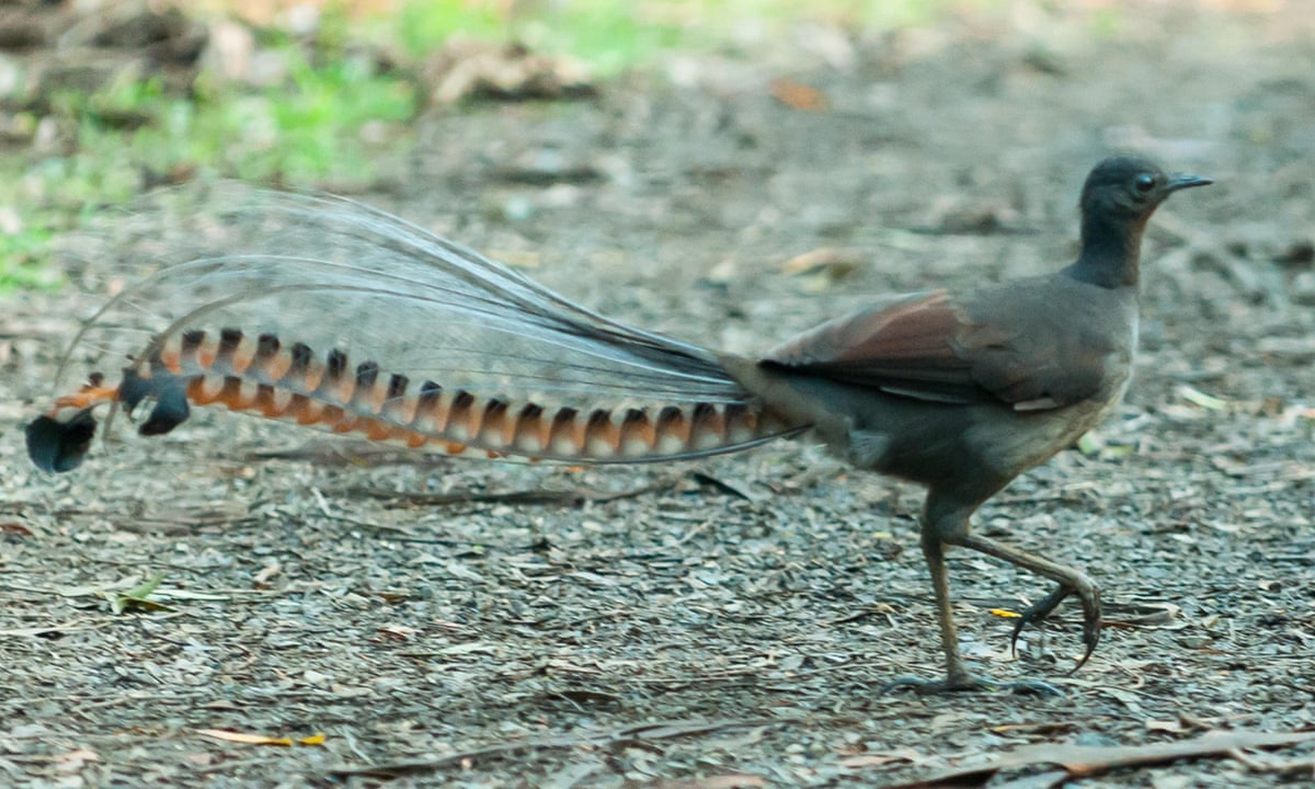 Picture of Lyrebird