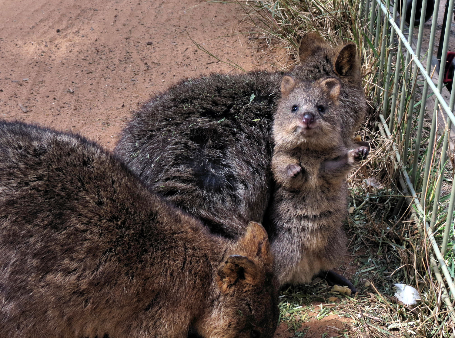 A family of quokkas