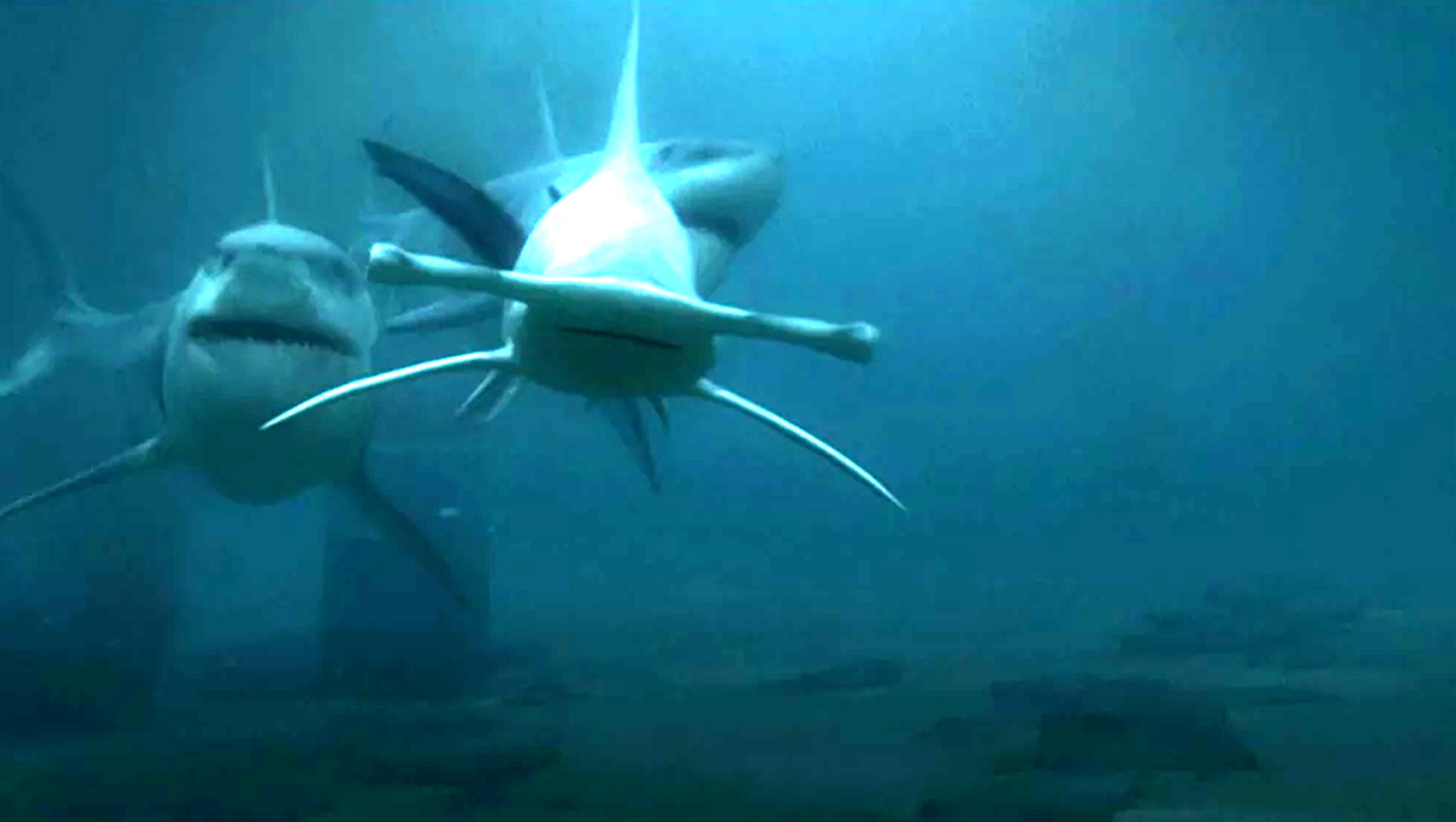 Image of Shark Swarm