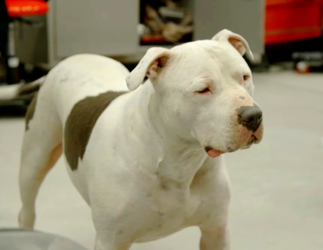 Shop Inspector image