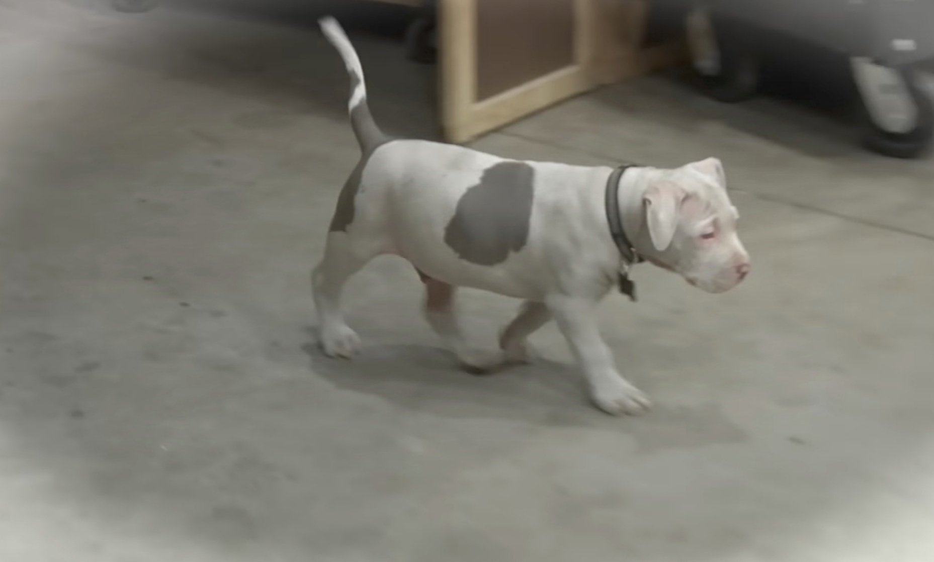 Image of Shop Inspector