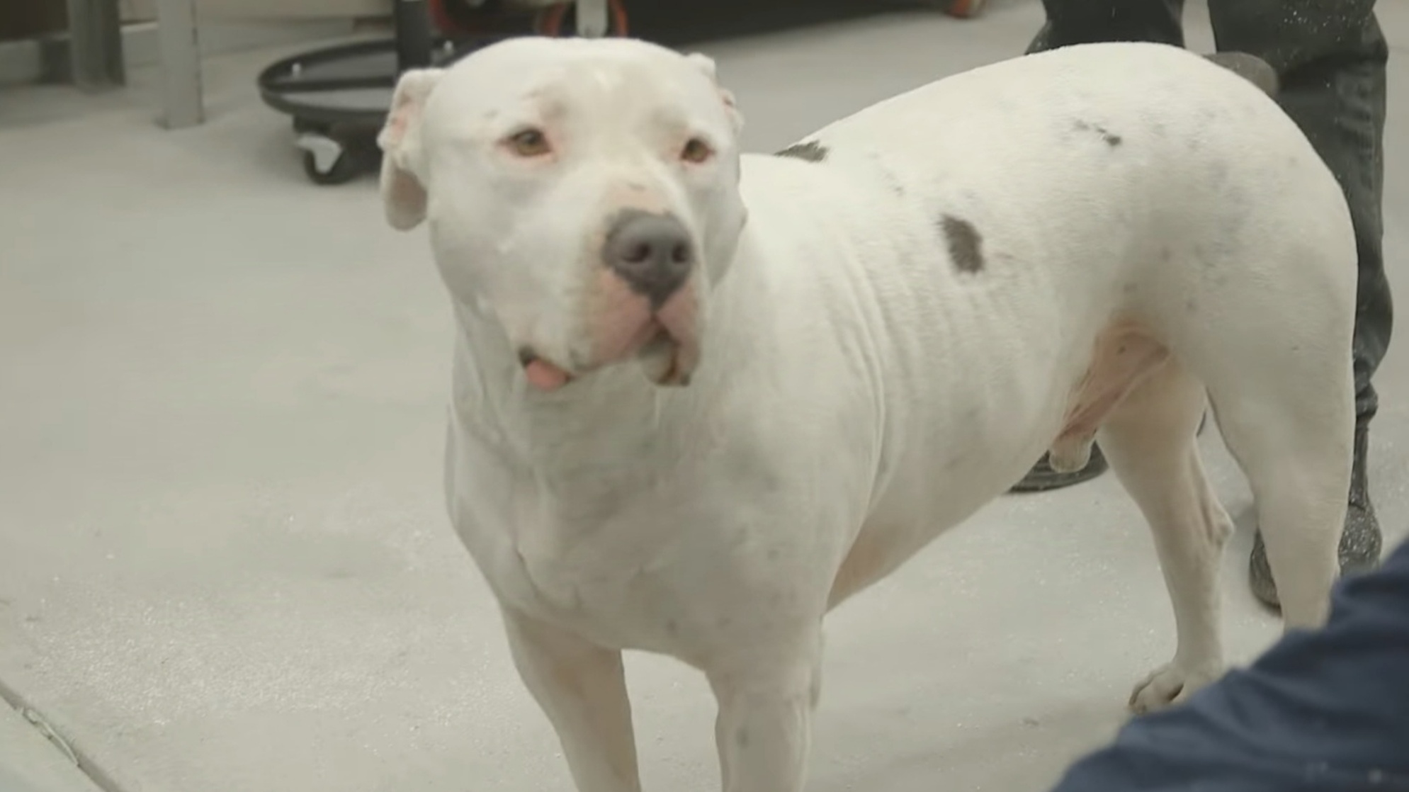 Shop Inspector picture