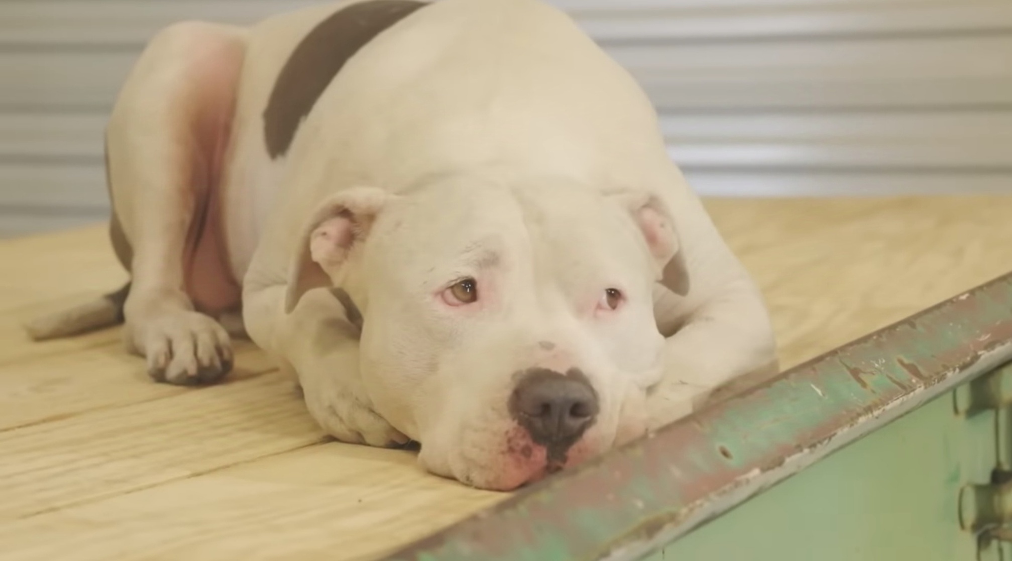 Picture of Shop Inspector