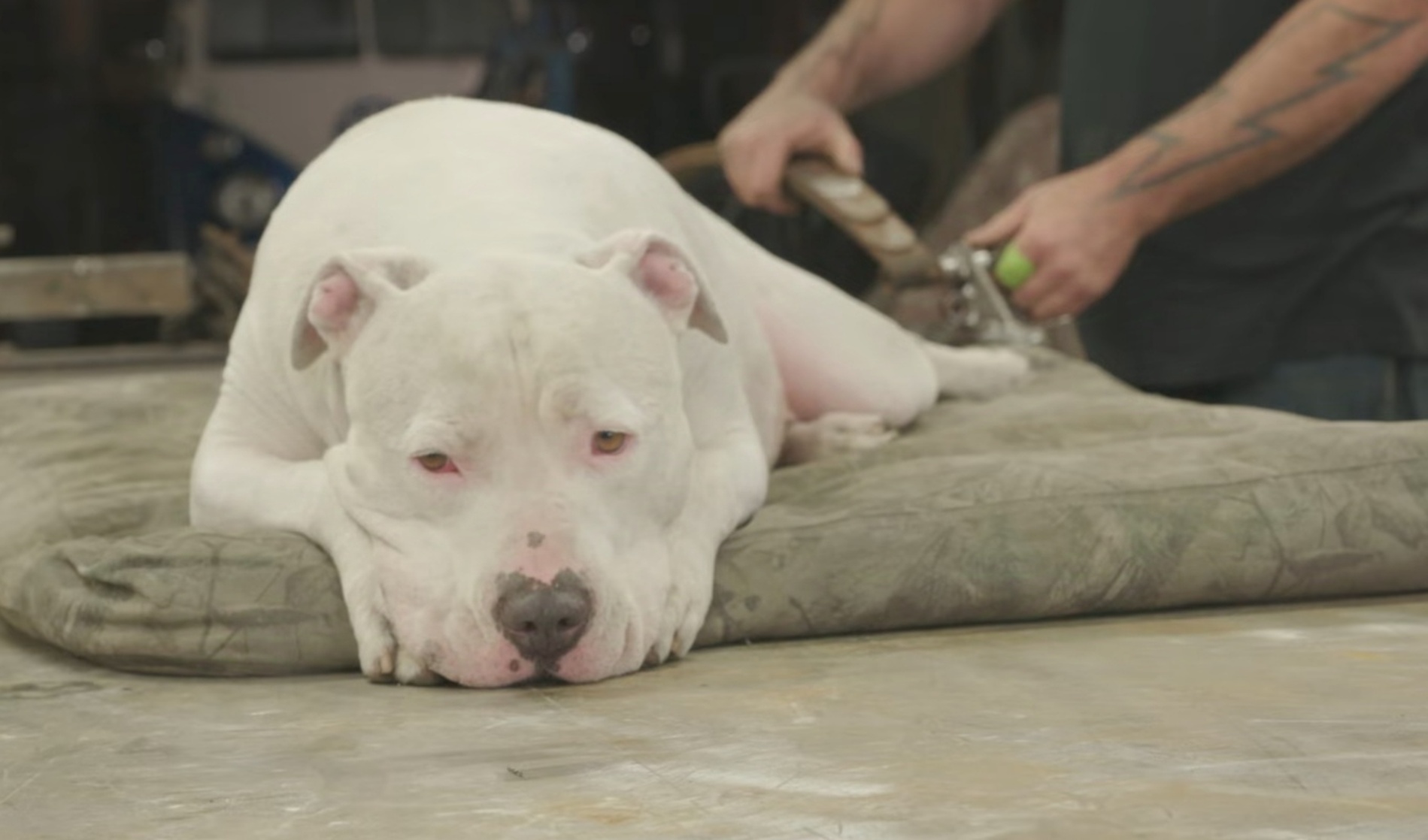 Picture of Shop Inspector