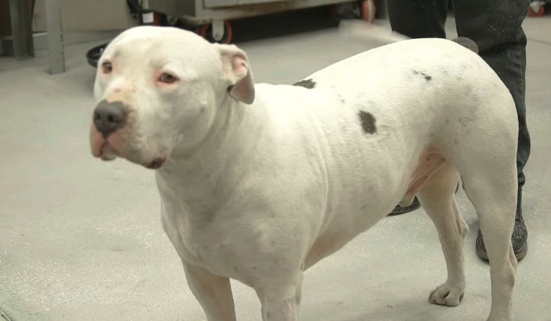 Picture of Shop Inspector