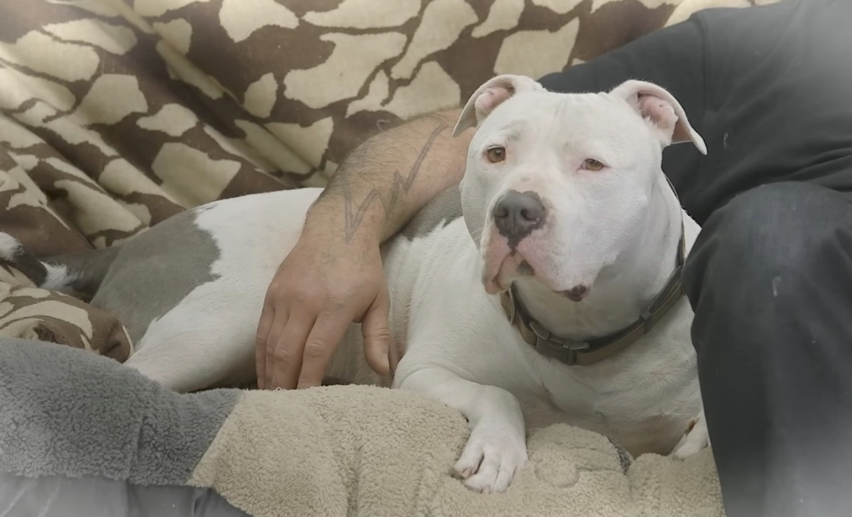 Image of Shop Inspector