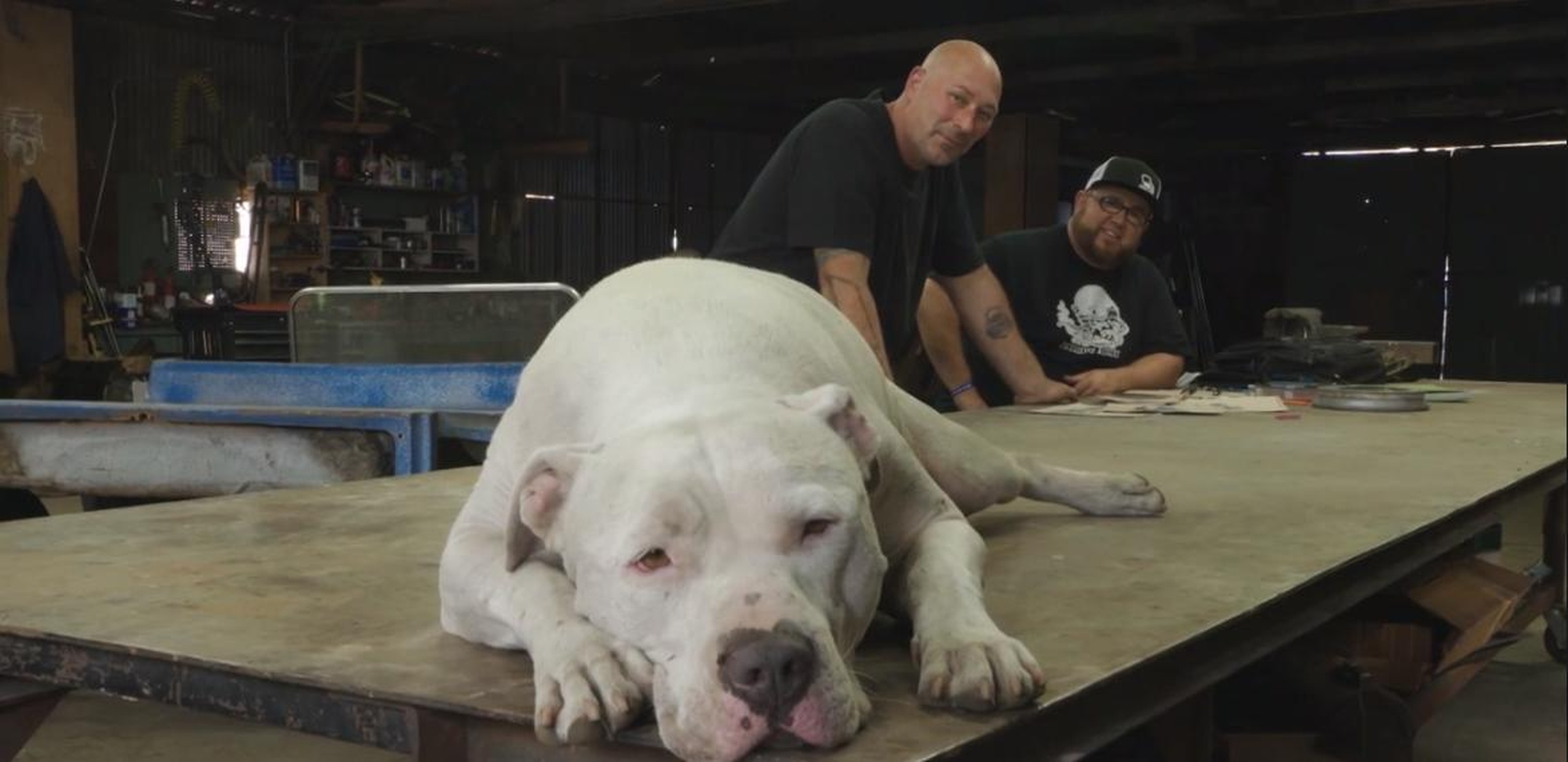 Picture of Shop Inspector