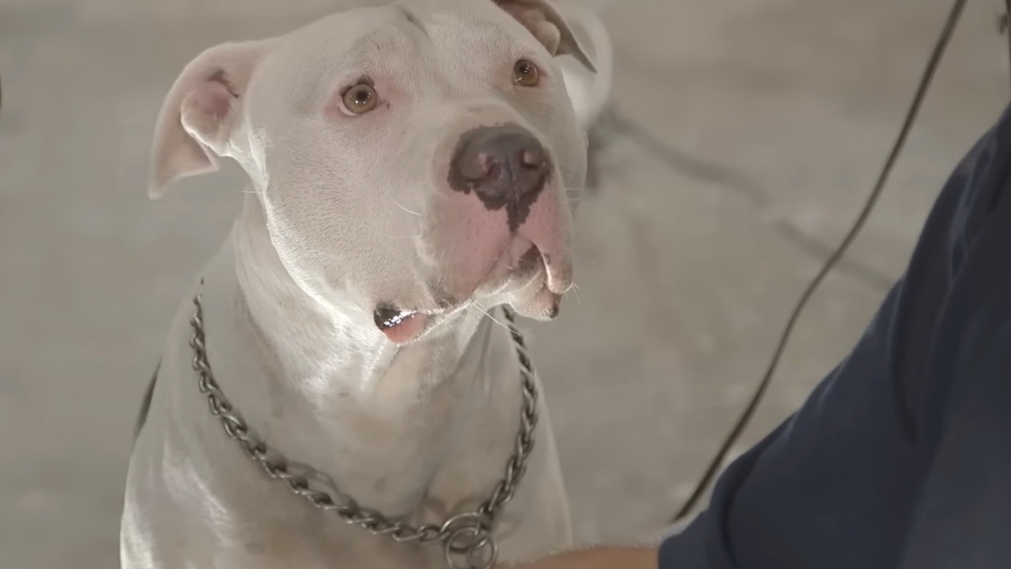 Picture of Shop Inspector